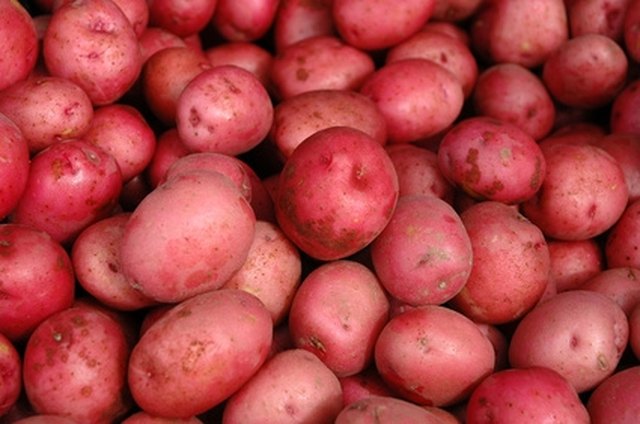Potato, Red 20LB – FARM BOUND